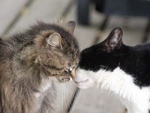Why Do Cats Touch Noses? Understanding this Adorable Feline Behavior ...