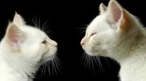 Why Do Cats Touch Noses? Understanding this Adorable Feline Behavior ...